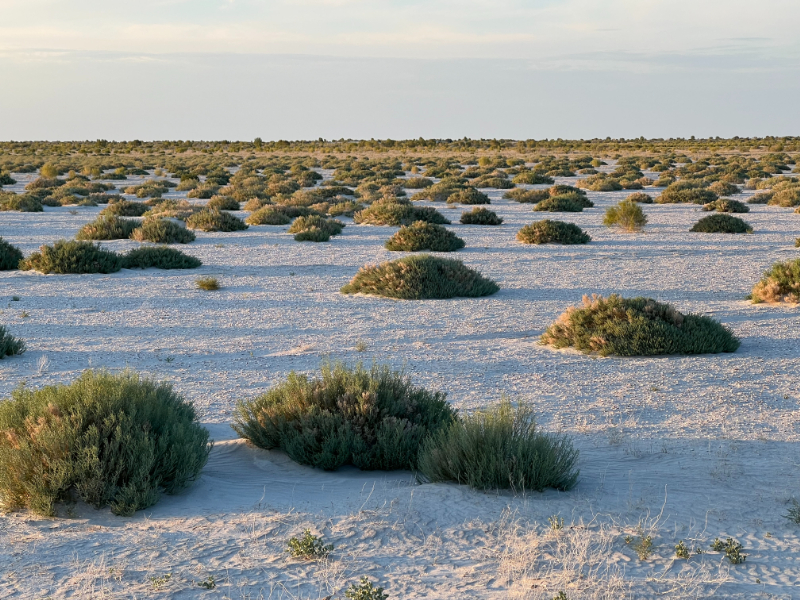 アラル海旧湖底に生育する塩生植物（Kalidium caspicum）｜写真で辿る100年
